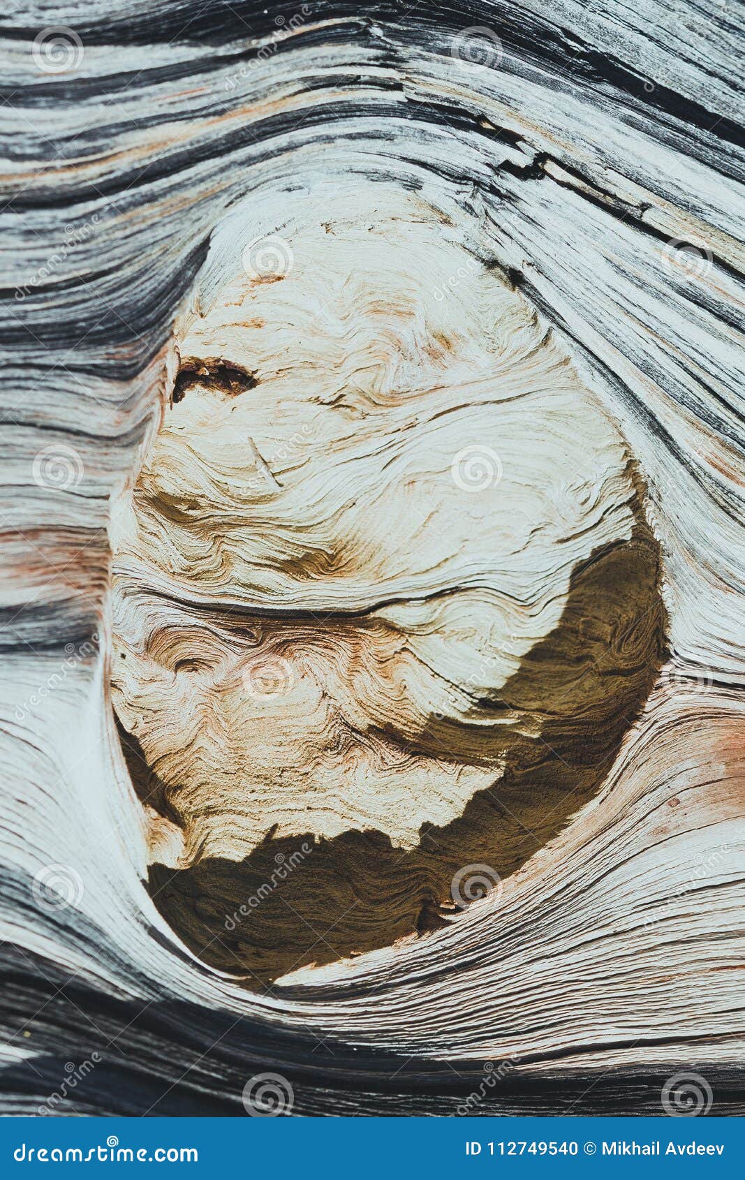 The Inner Surface of the Tree with Fibers Stock Photo - Image of ...