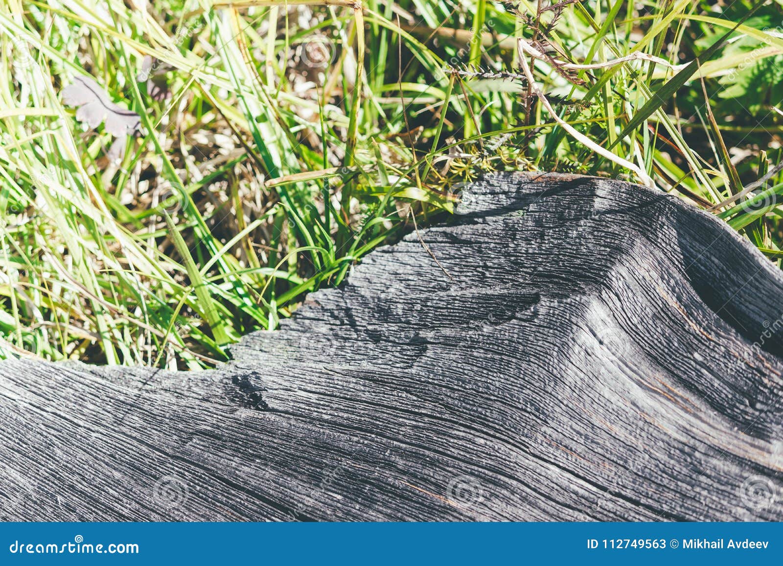 The Inner Surface of the Tree with Fibers Stock Image - Image of ...