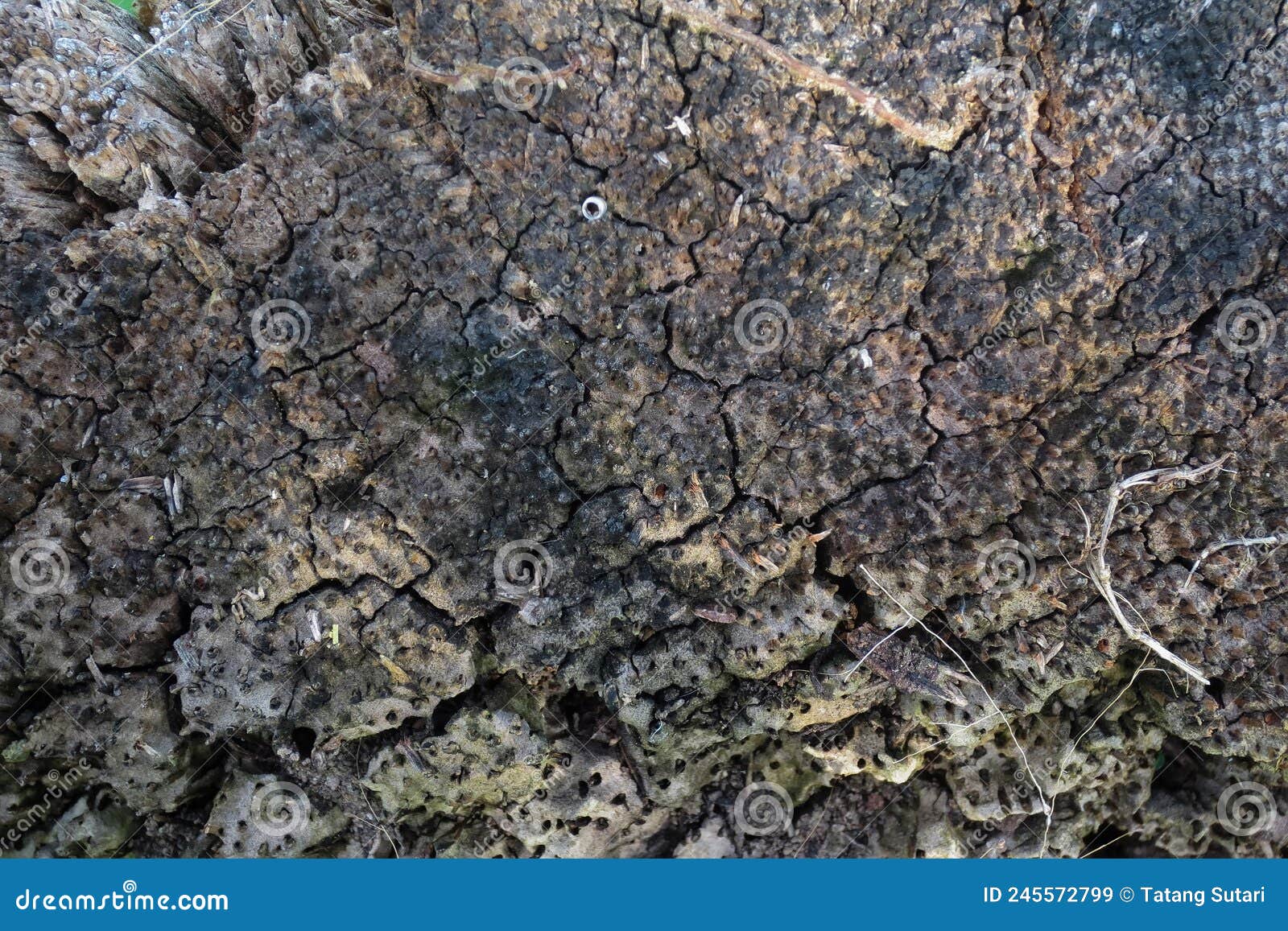 The Inner Texture of a Coconut Tree Stock Image - Image of texture ...