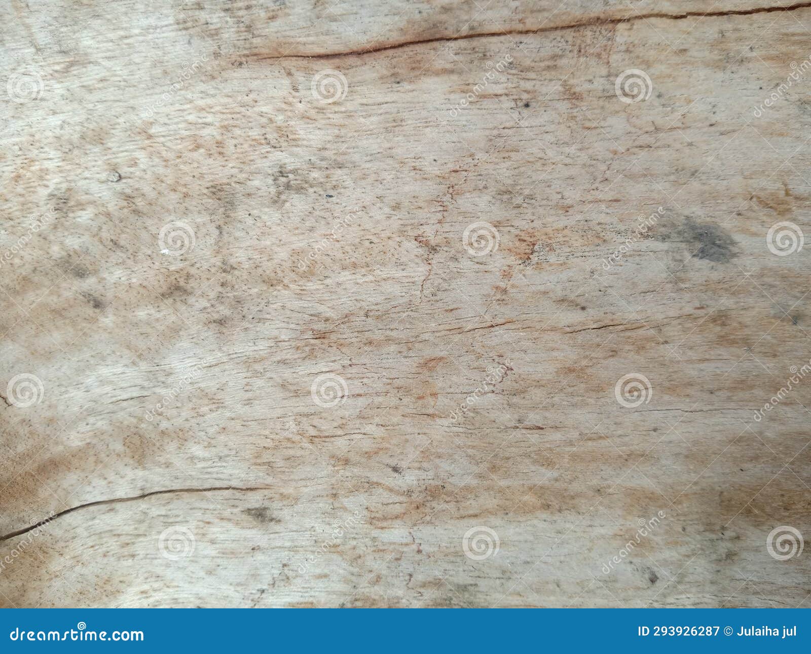 Inner Wood Layer of the Tree Stock Image - Image of wood, jungle: 293926287
