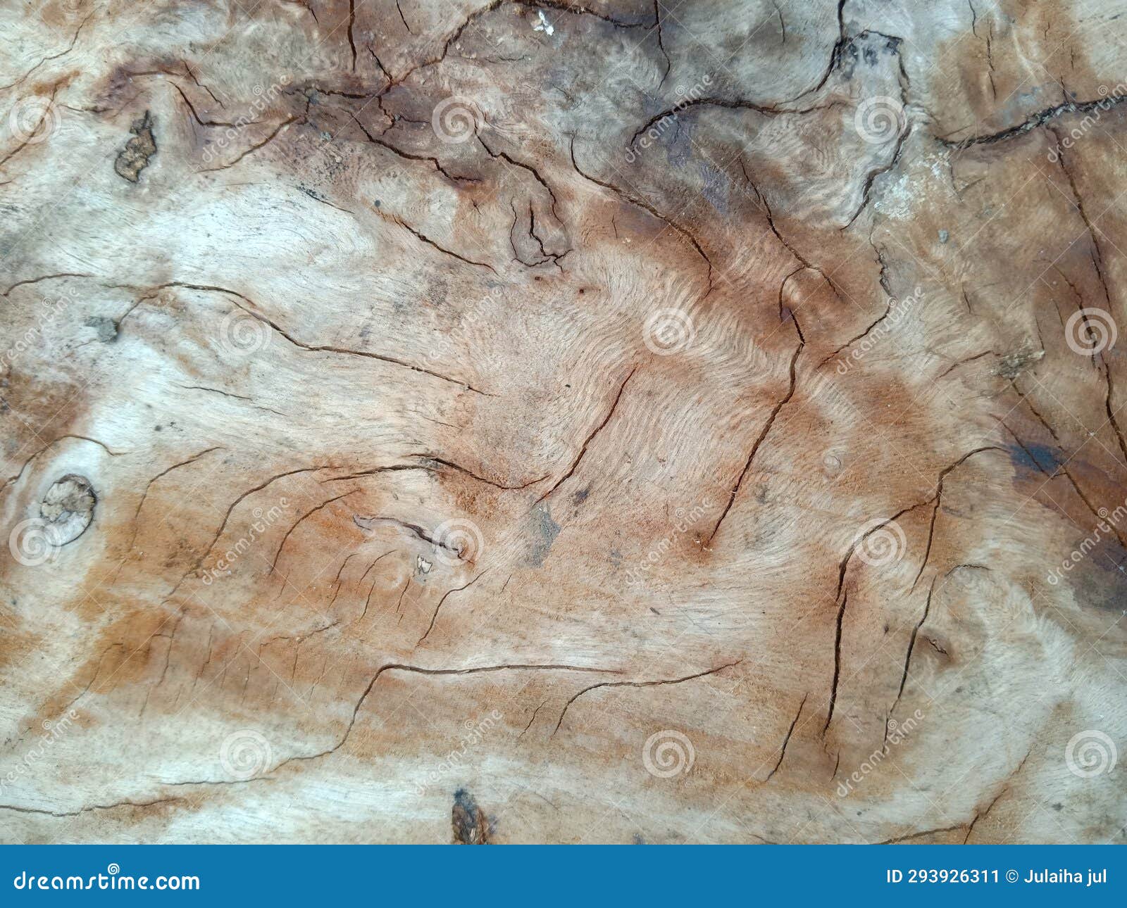 Inner Wood Layer of the Tree Stock Image - Image of plant, green: 293926311