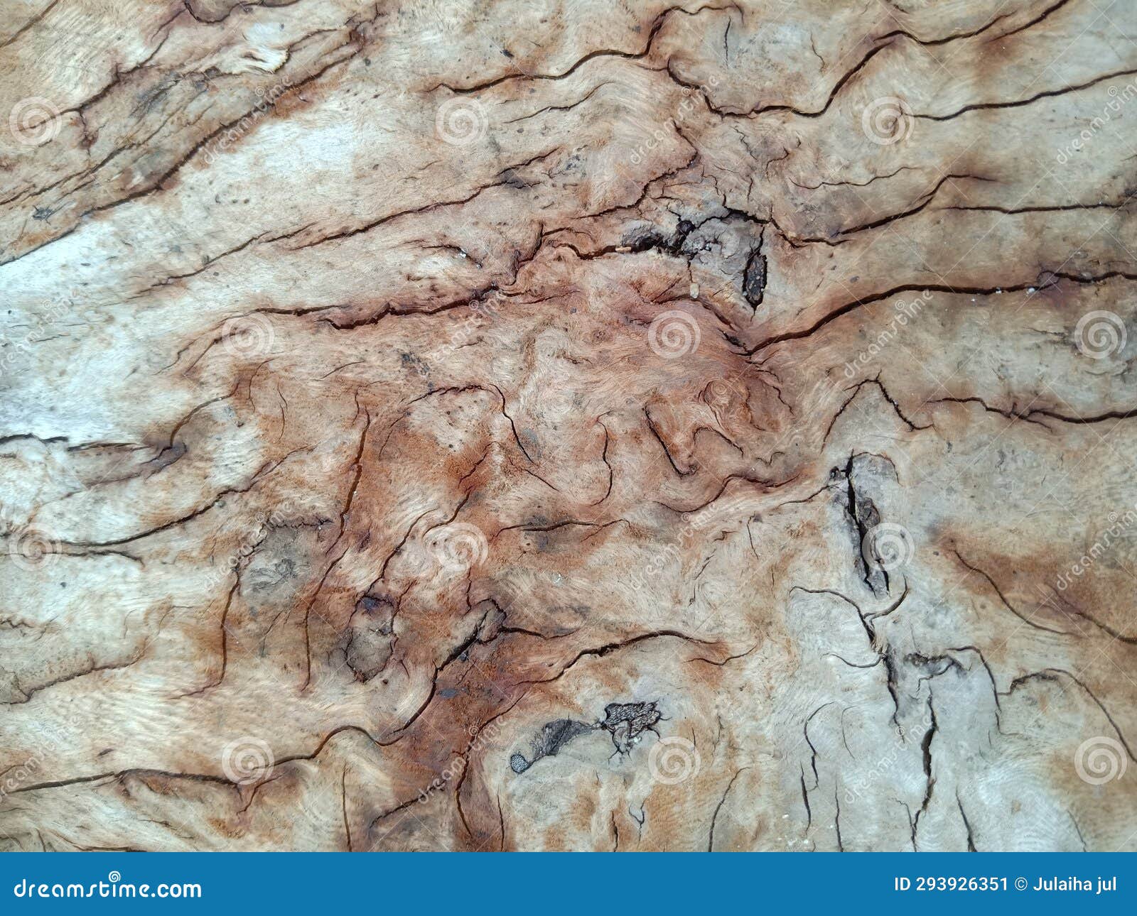 Inner Wood Layer of the Tree Stock Image - Image of wood, florest ...
