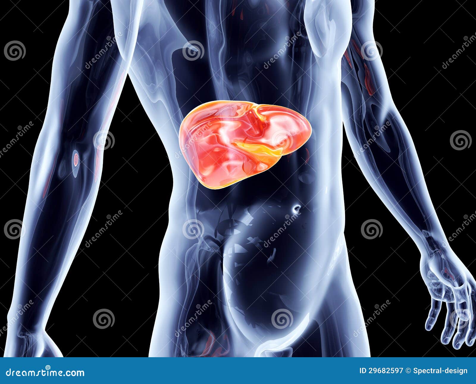 Innere Organe - Leber stock abbildung. Illustration von alkohol - 29682597