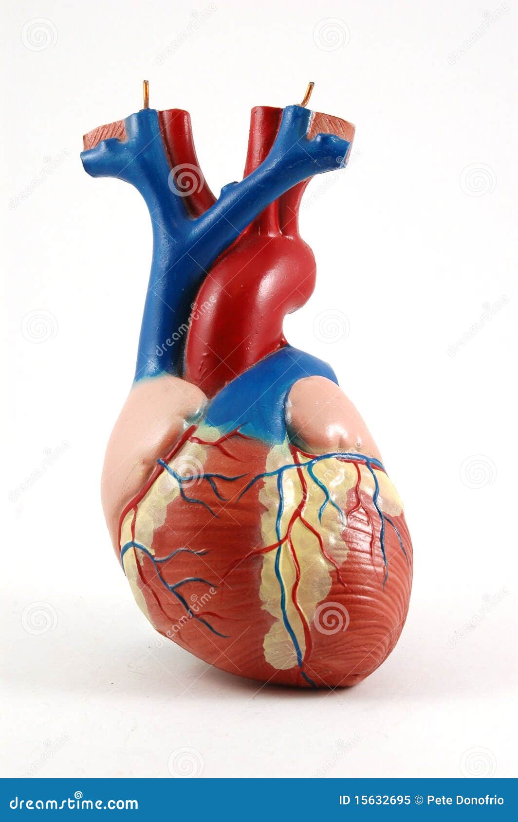 Inneres anatomisch stockbild. Bild von organ, muskulös - 15632695