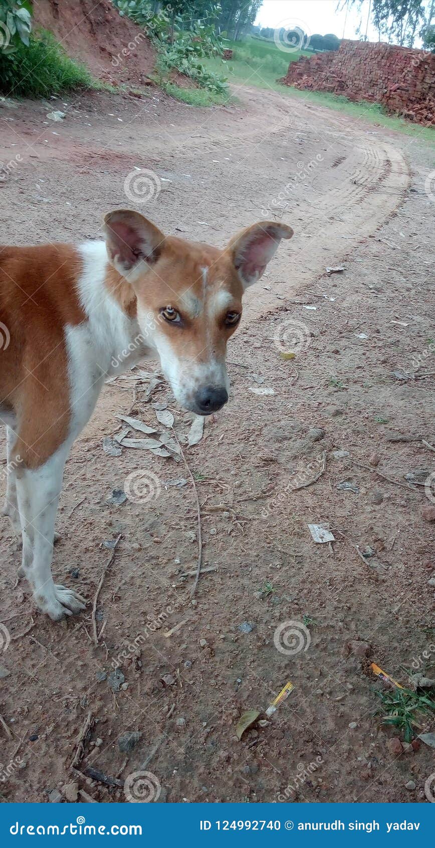 Innocent animal stock photo. Image of innocent, like - 124992740