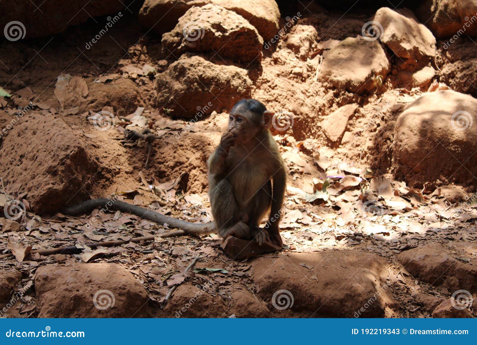 Innocent baby monkey stock image. Image of monkey, animal - 192219343