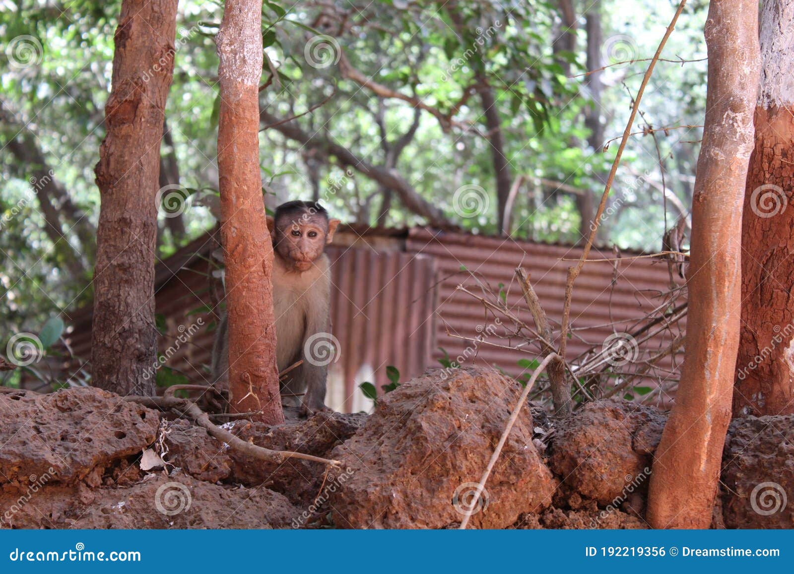 Innocent baby monkey stock photo. Image of tree, branch - 192219356