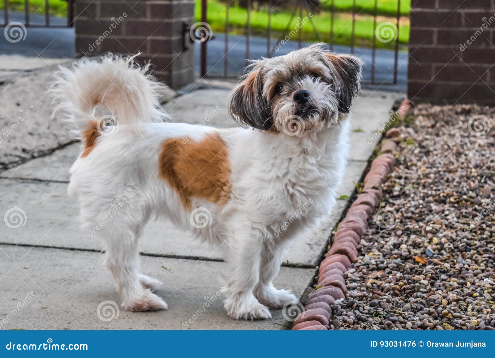 Innocent dog stock photo. Image of front, looking, pedigree - 93031476
