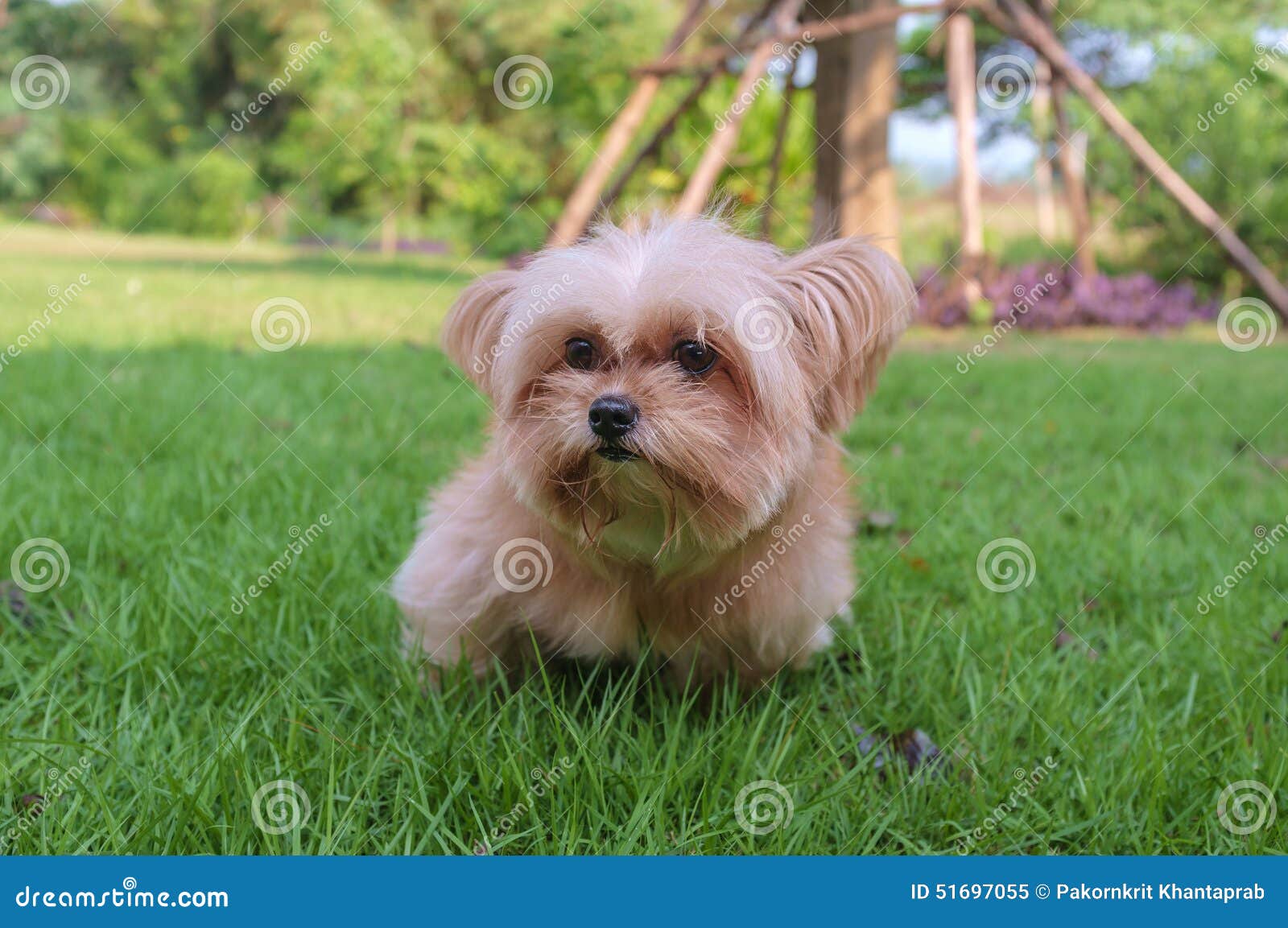 Innocent Dog stock image. Image of adorable, healthy - 51697055