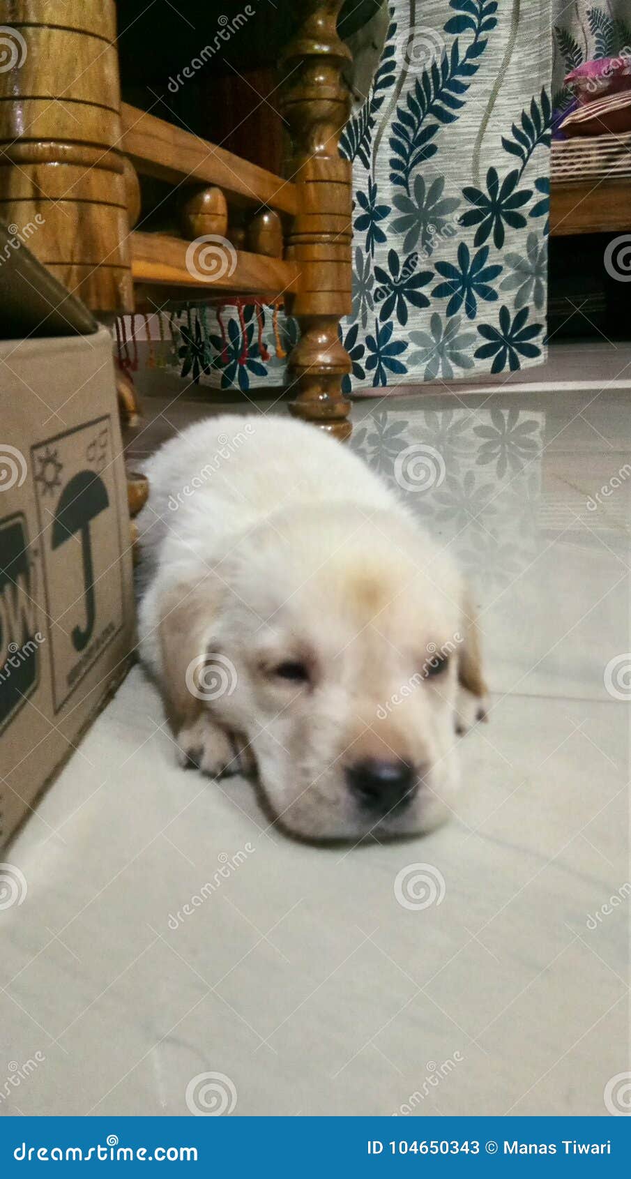 Innocent dog stock image. Image of retriever, snout - 104650343