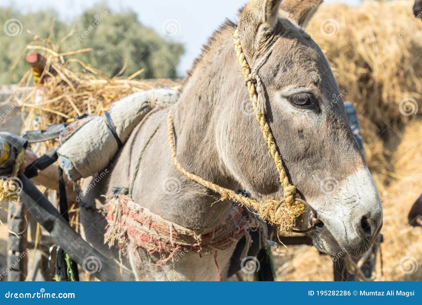 An Innocent Donkey Feeling Tired Cause of Over Burden of Work Stock ...