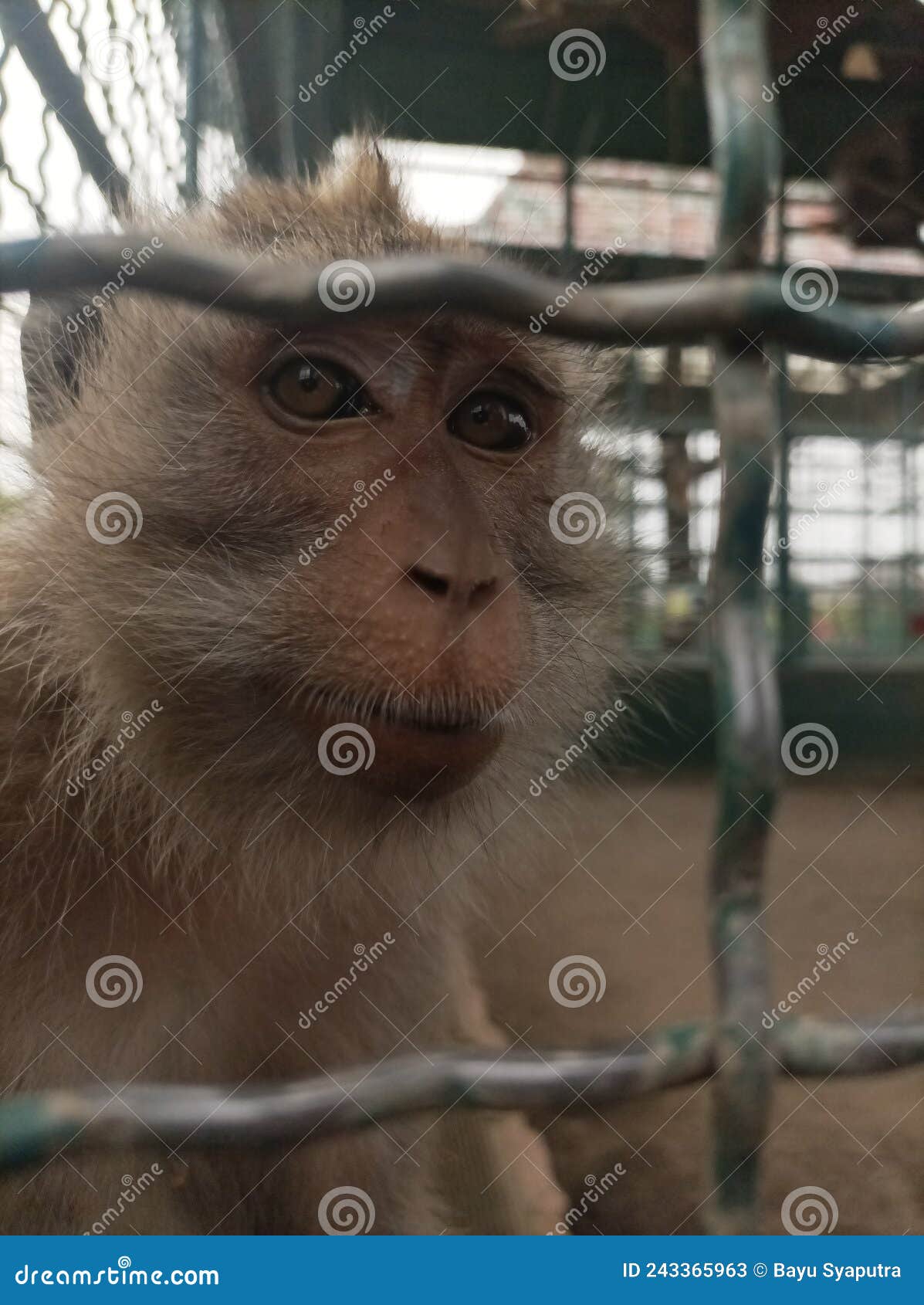 Innocent face of monkey stock image. Image of face, monkey - 243365963