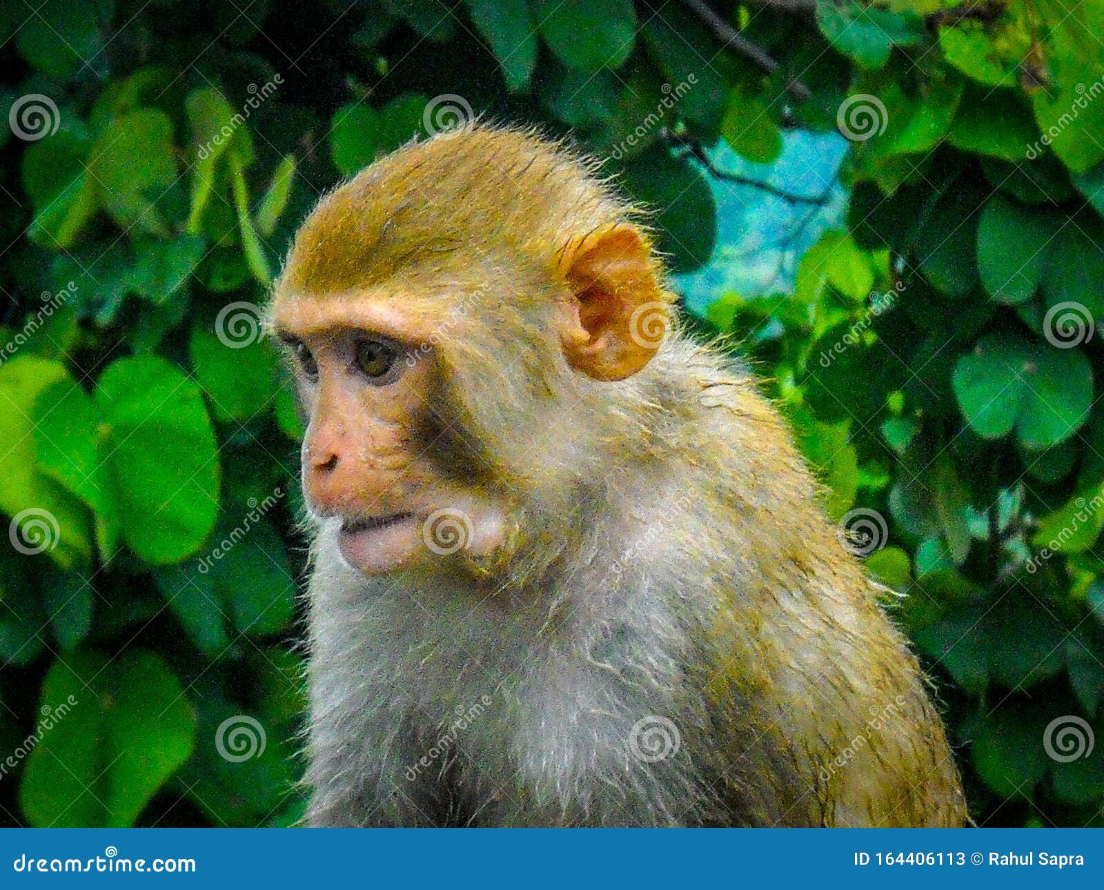 Innocent Face Monkey Thinking Something Deep Stock Image - Image of ...