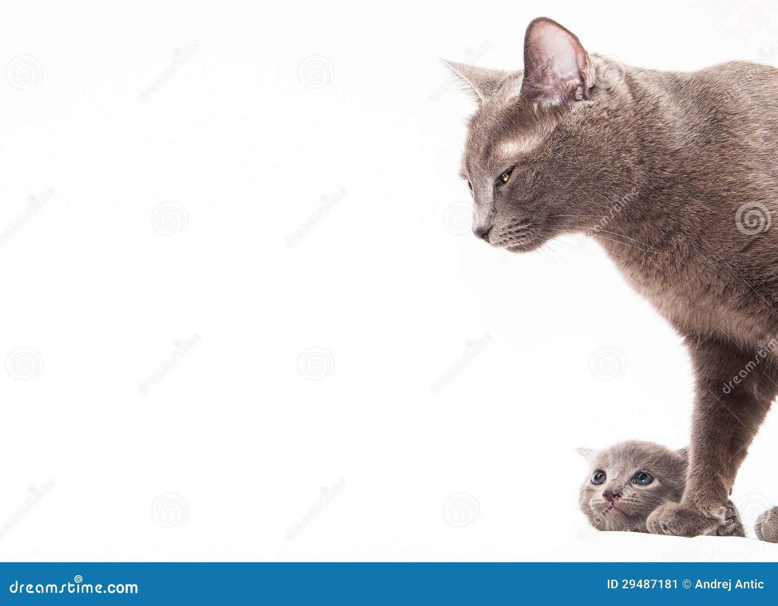 Innocent kitty stock image. Image of look, isolated, curious - 29487181