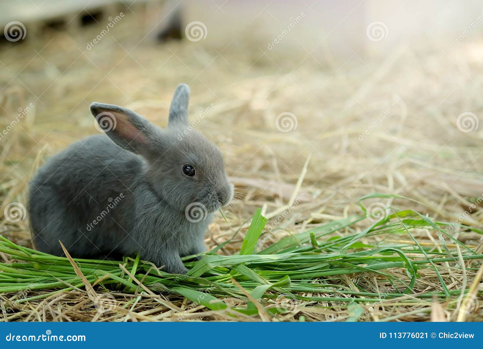 Innocent Little Gray Rabbit in Straw. Stock Image - Image of glittering ...