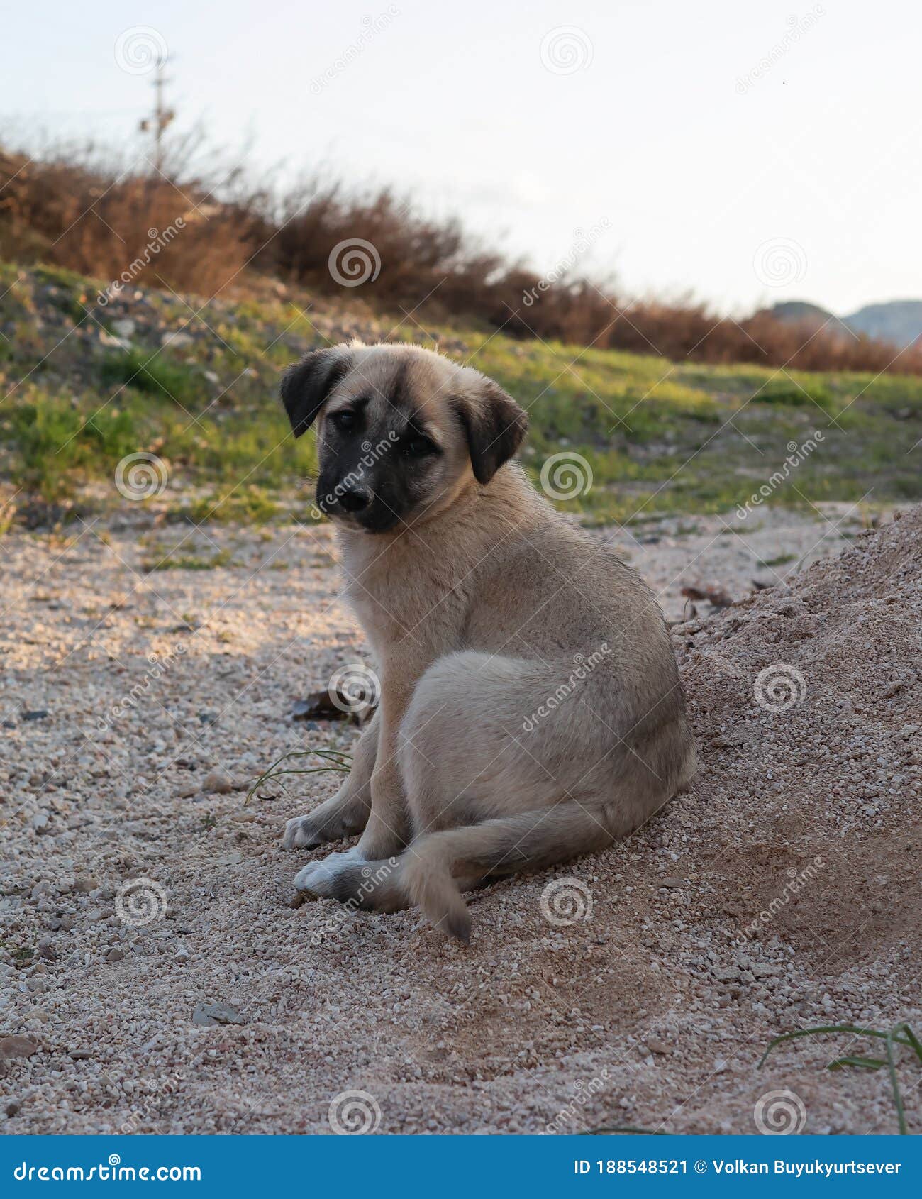 Ä°nnocent looking puppy stock image. Image of animal - 188548521