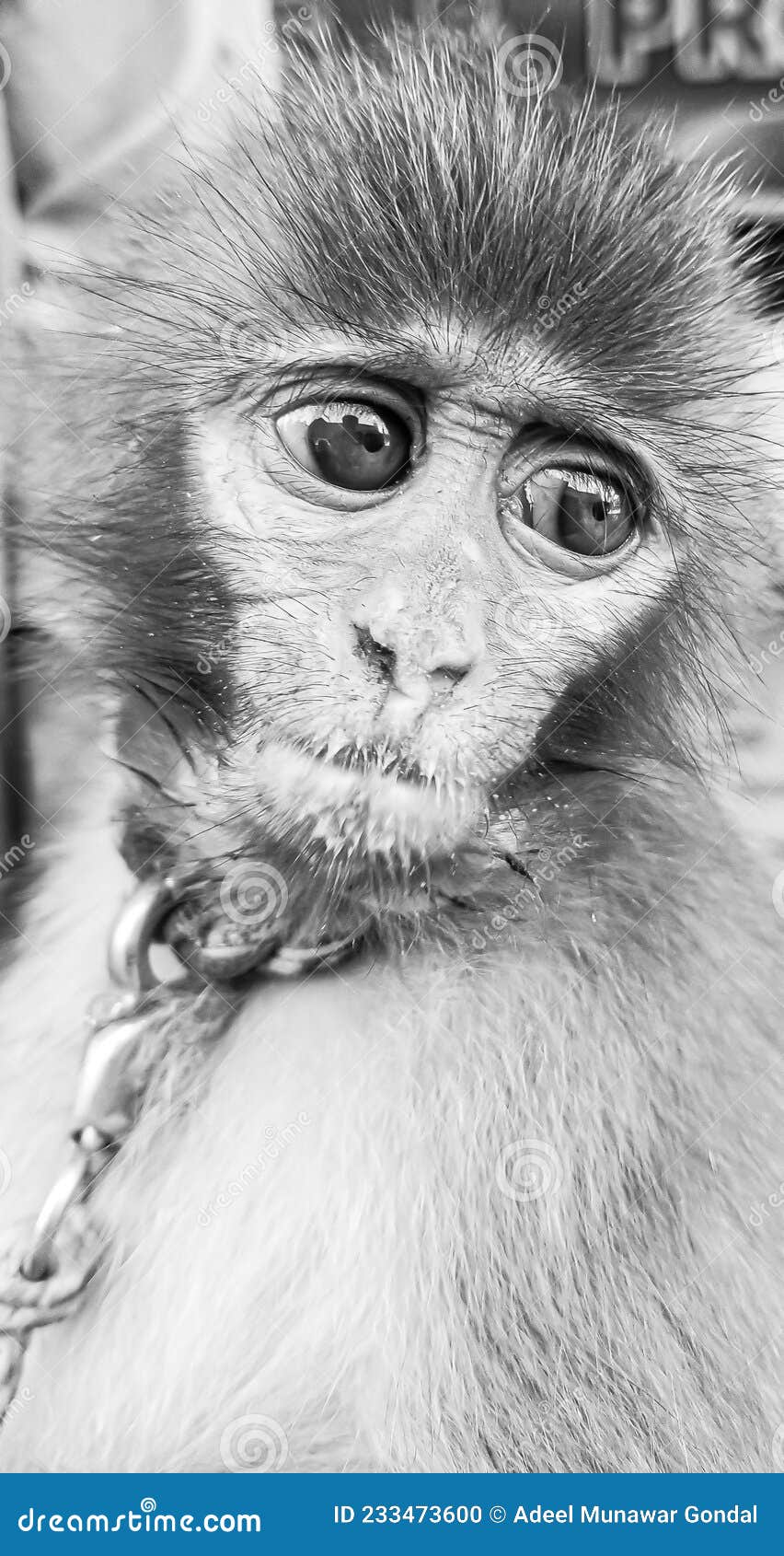 An Innocent Monkey Chained . Stock Photo - Image of cercopithecus ...