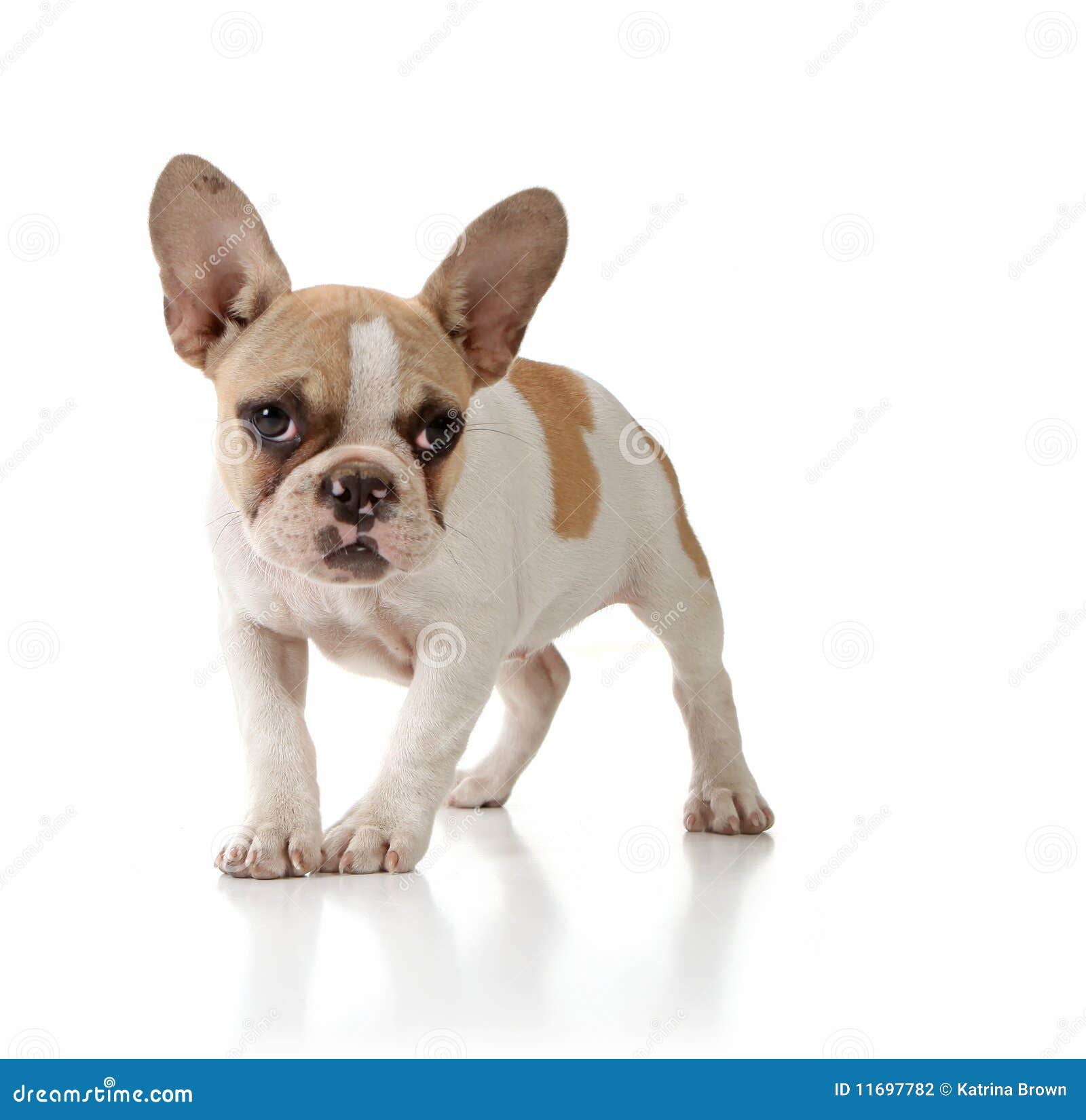 Innocent Puppy Dog Looking Lonely on White Backgro Stock Photo - Image ...