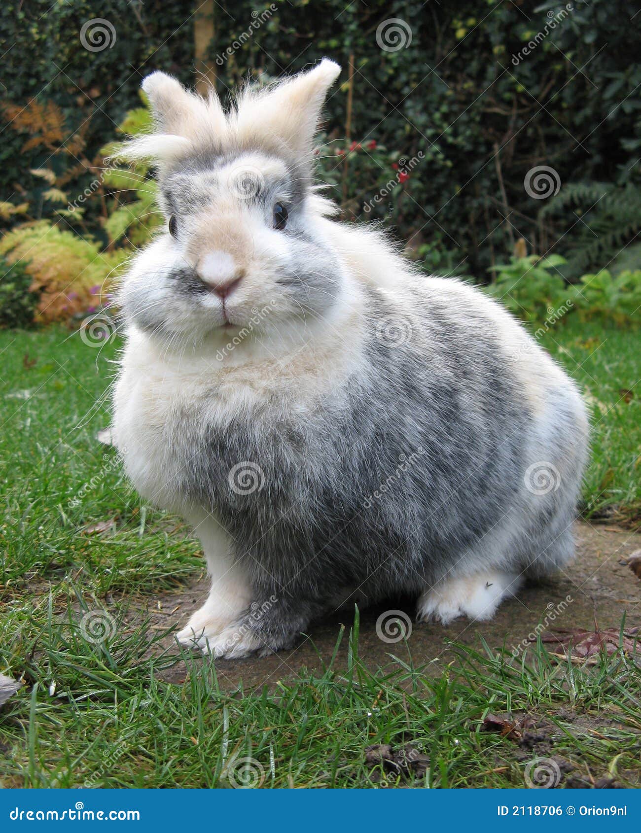 Innocent rabbit stock photo. Image of grass, bunny, intelligent - 2118706