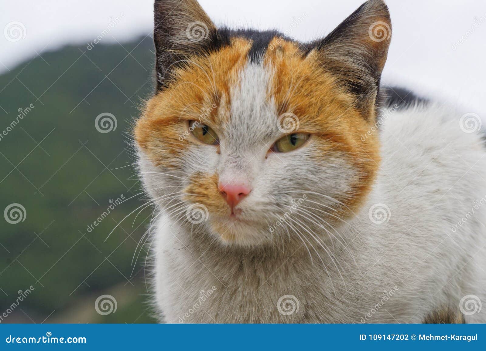 Innocent Cat stock photo. Image of animals, animal, sweet - 109147202