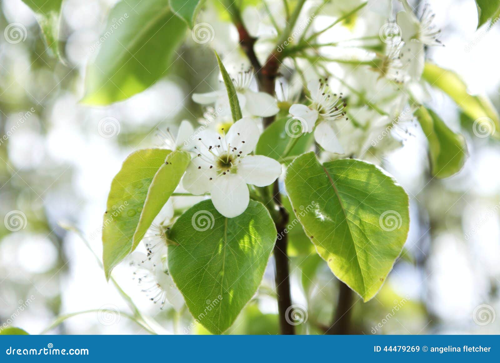 Innocent stock image. Image of nature, beautiful, tree - 44479269