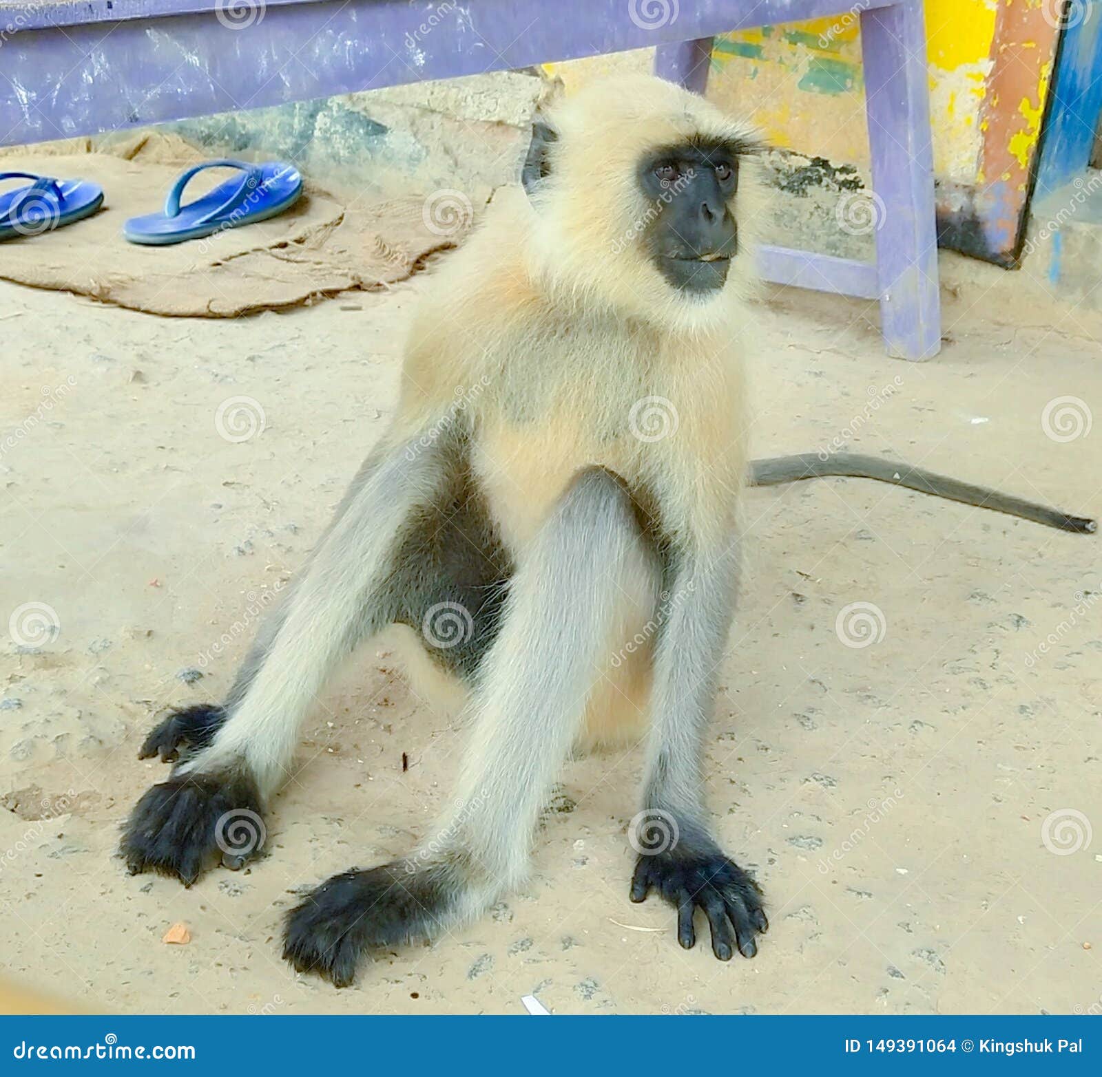 Innocent Young Monkey Looking Outside and Rest Some Time. Stock Photo ...