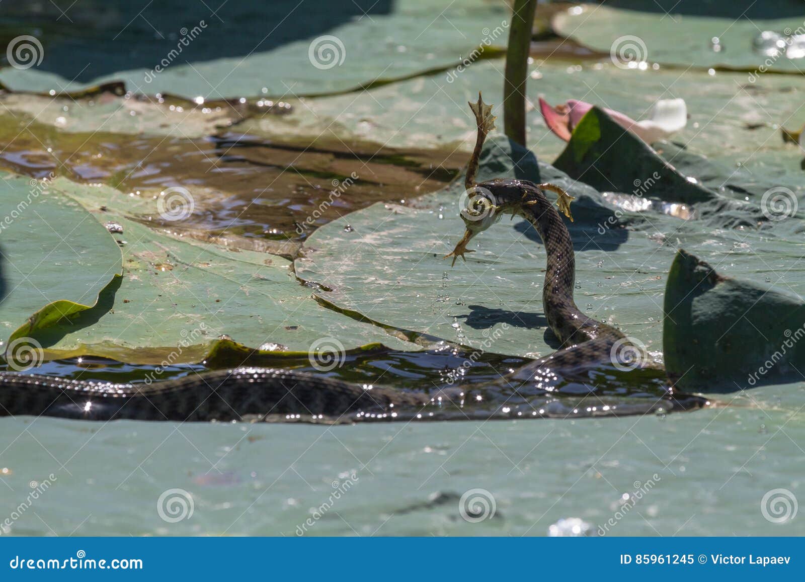 Innocuous Snake Hunting on the Frog. Volga Stock Image - Image of water ...