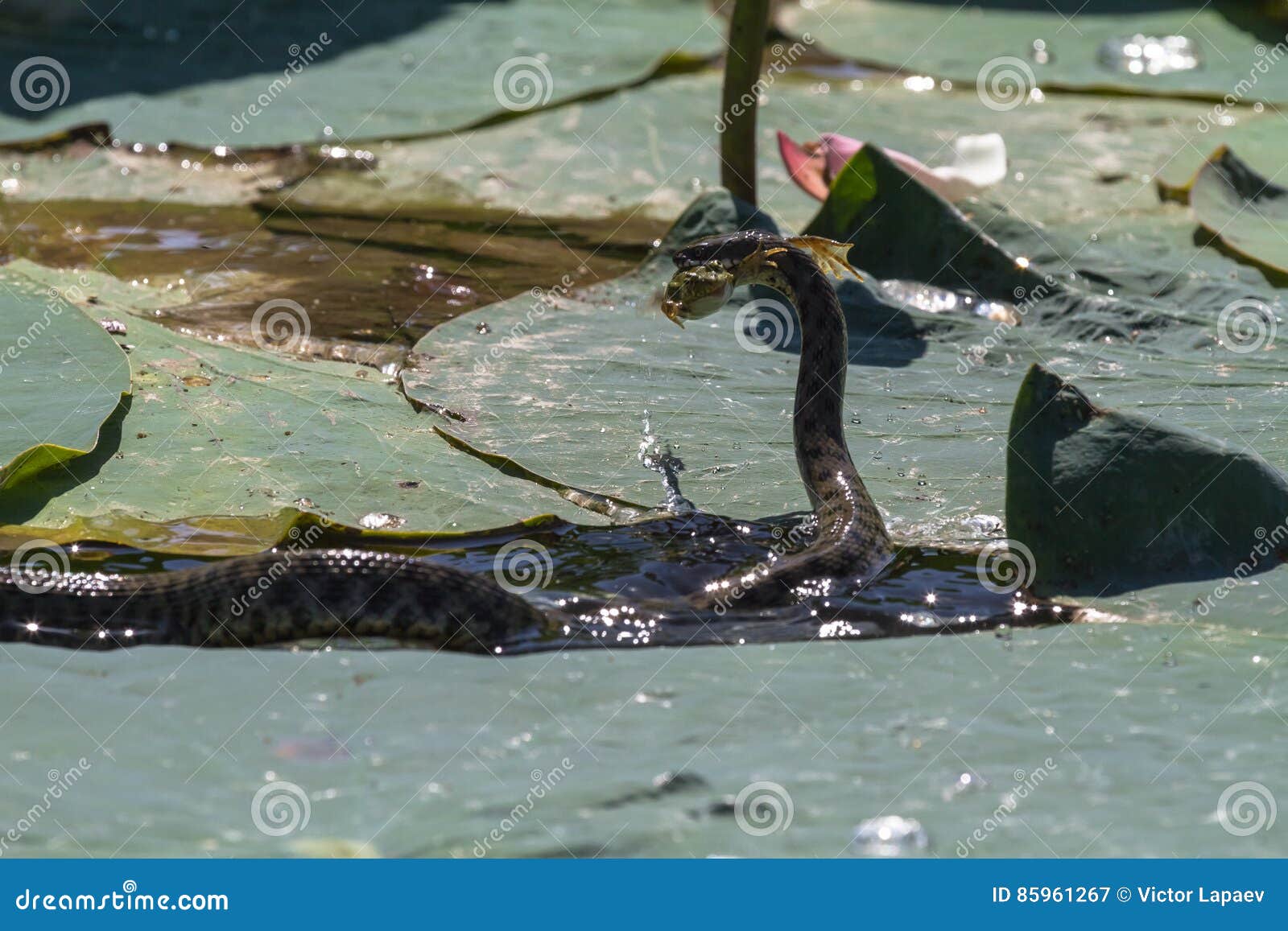 Innocuous Snake Hunting on the Frog. Volga Stock Image - Image of reed ...