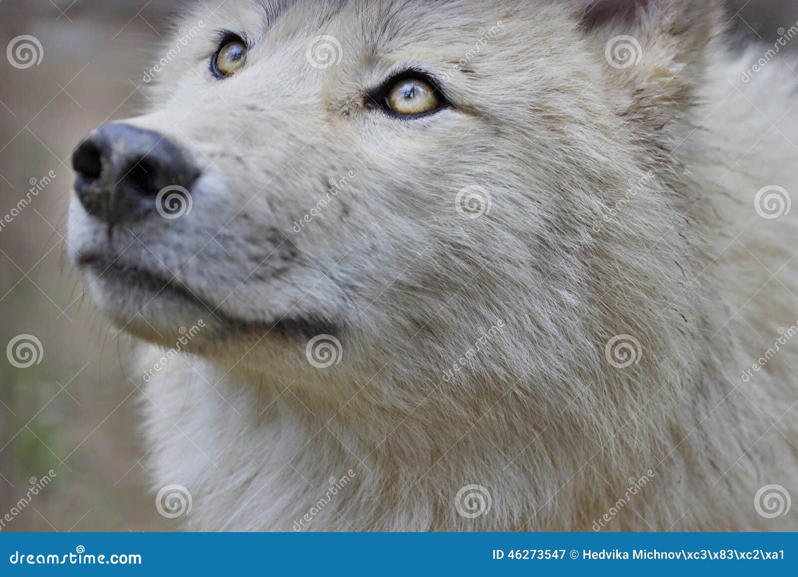 Innocuous wolf stock image. Image of animal, beast, innocouos - 46273547