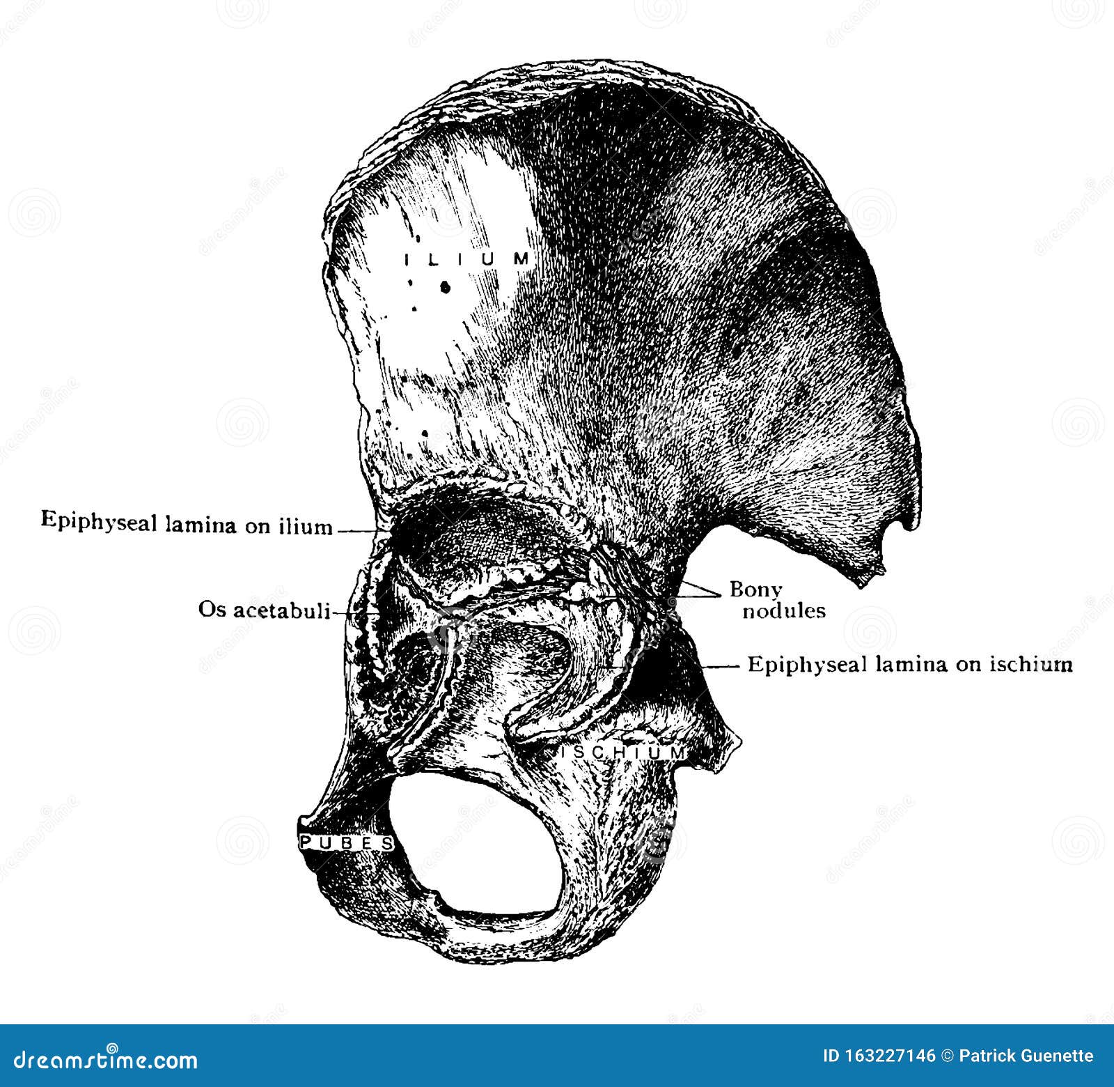 Innominate Bone, Vintage Illustration Stock Vector - Illustration of ...