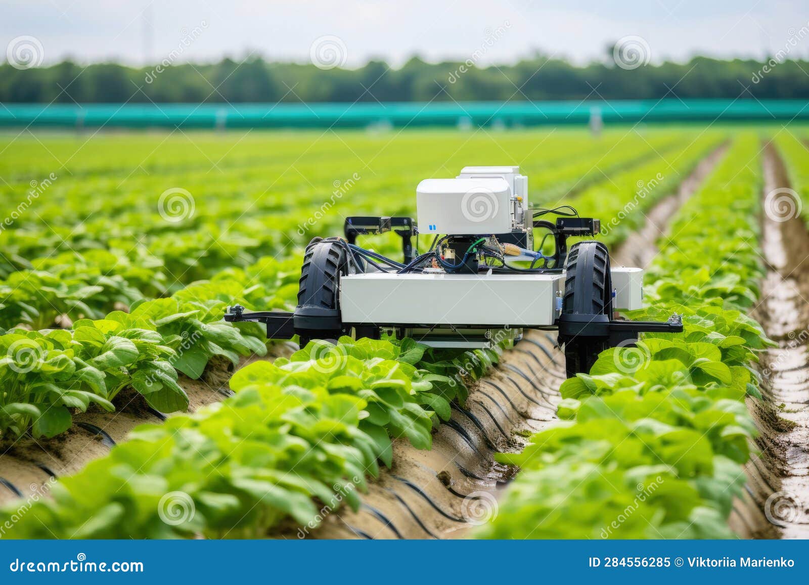 Innovative Technologies of Farming on the Plantation Stock Illustration ...