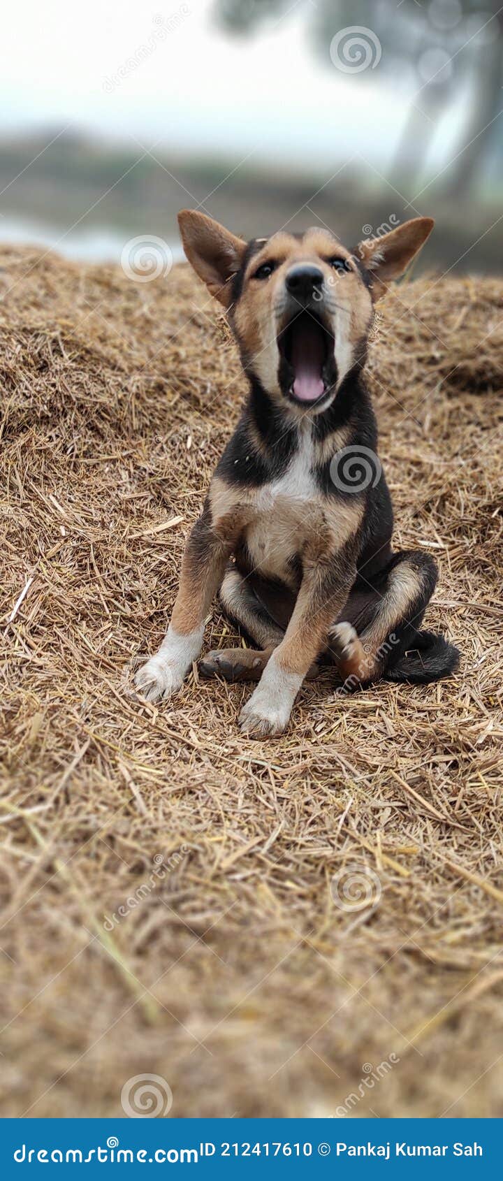 Innocent Cute dog puppy stock photo. Image of puppy - 212417610