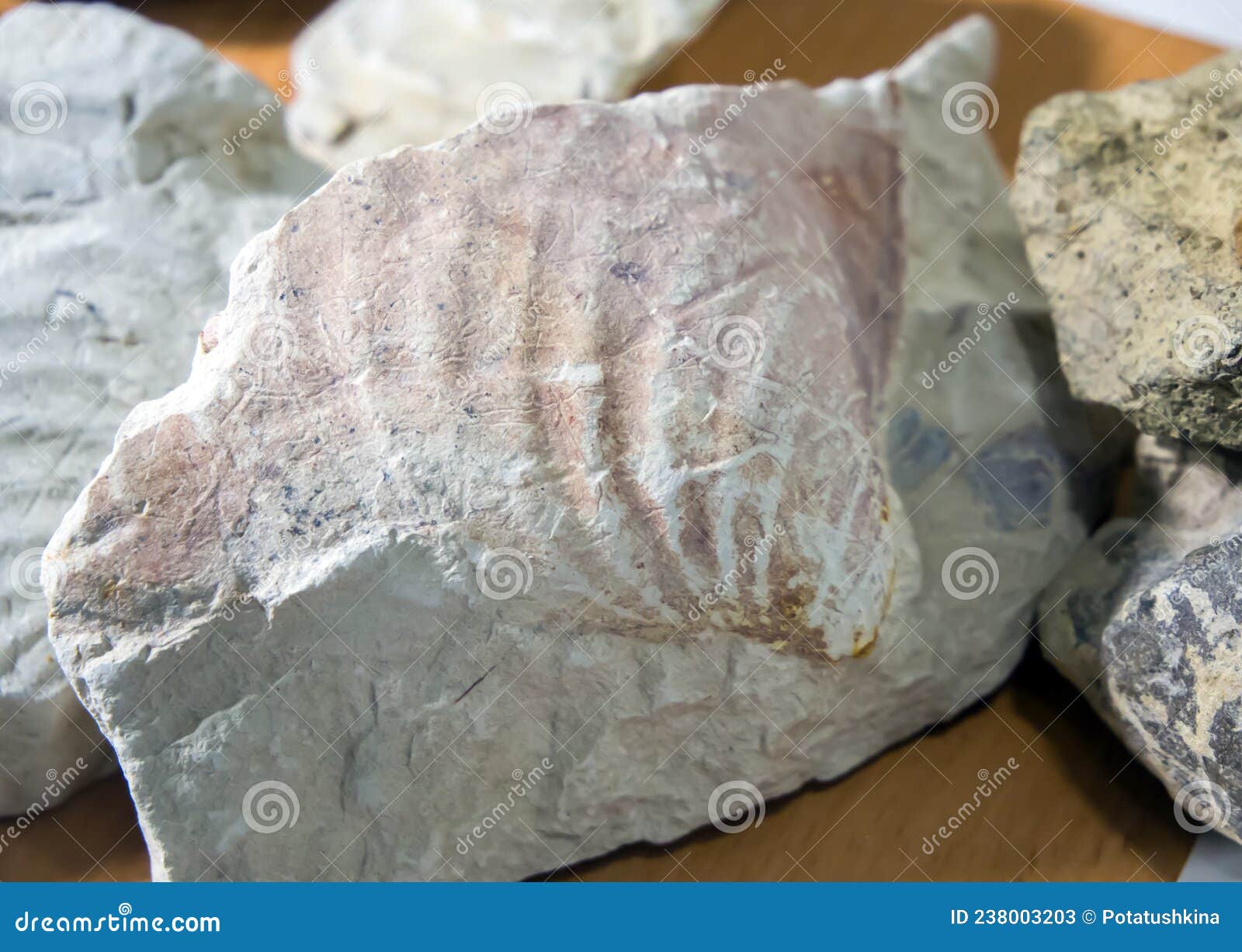 Inoceram Shell Imprint in Chalk Stock Image - Image of geological ...