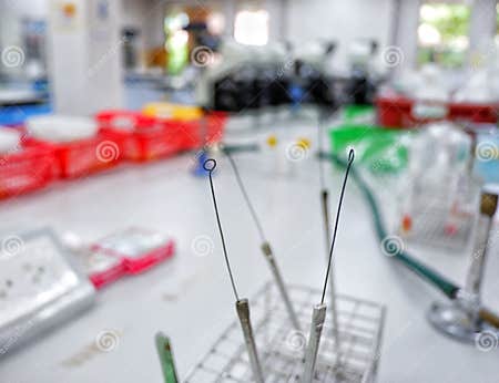 The inoculating loop stock image. Image of biological - 158135695