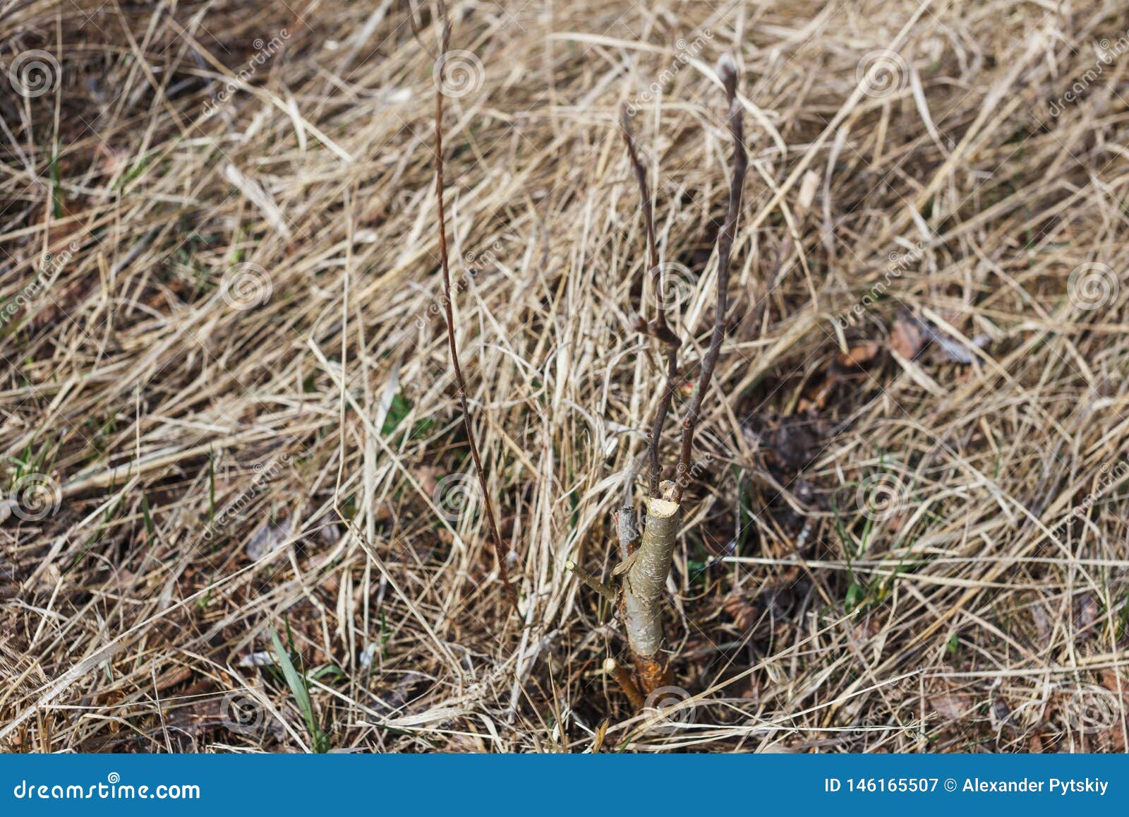 Inoculation in the Spring of Apple Trees in Raspis. Crossbreeding Stock ...