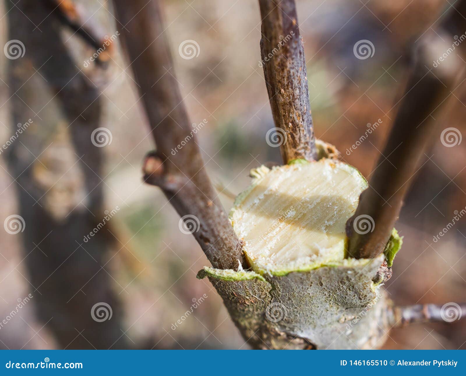 Inoculation in the Spring of Apple Trees in Raspis. Crossbreeding Stock ...