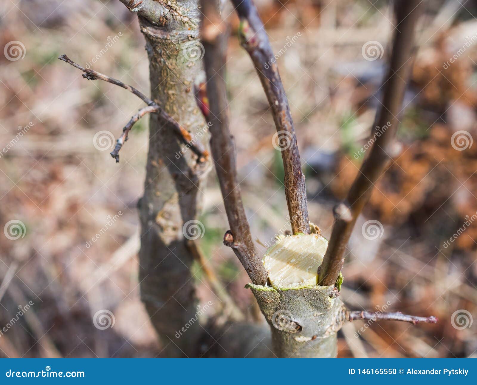 Inoculation in the Spring of Apple Trees in Raspis. Crossbreeding Stock ...