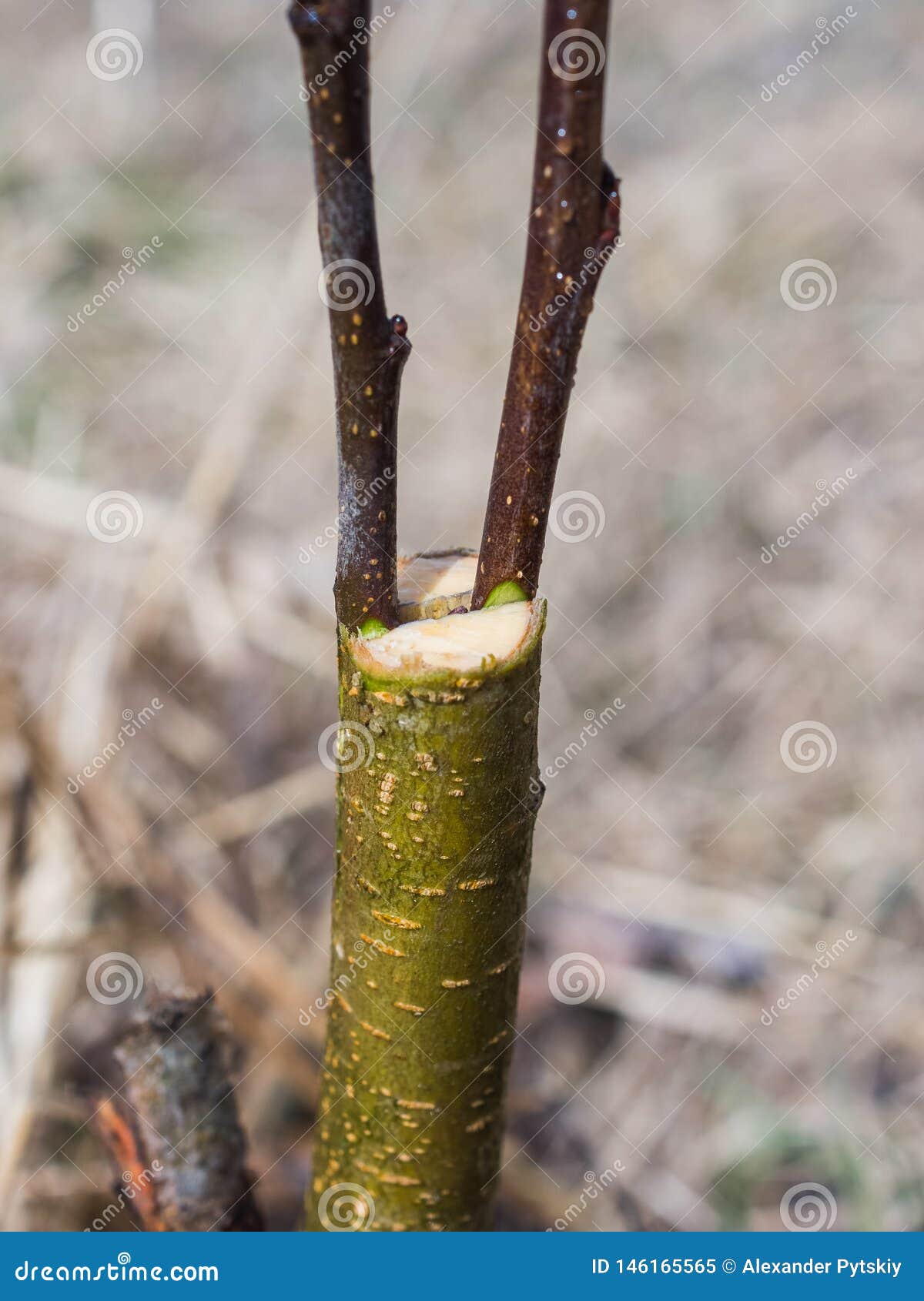 Inoculation in the Spring of Apple Trees in Raspis. Crossbreeding Stock ...
