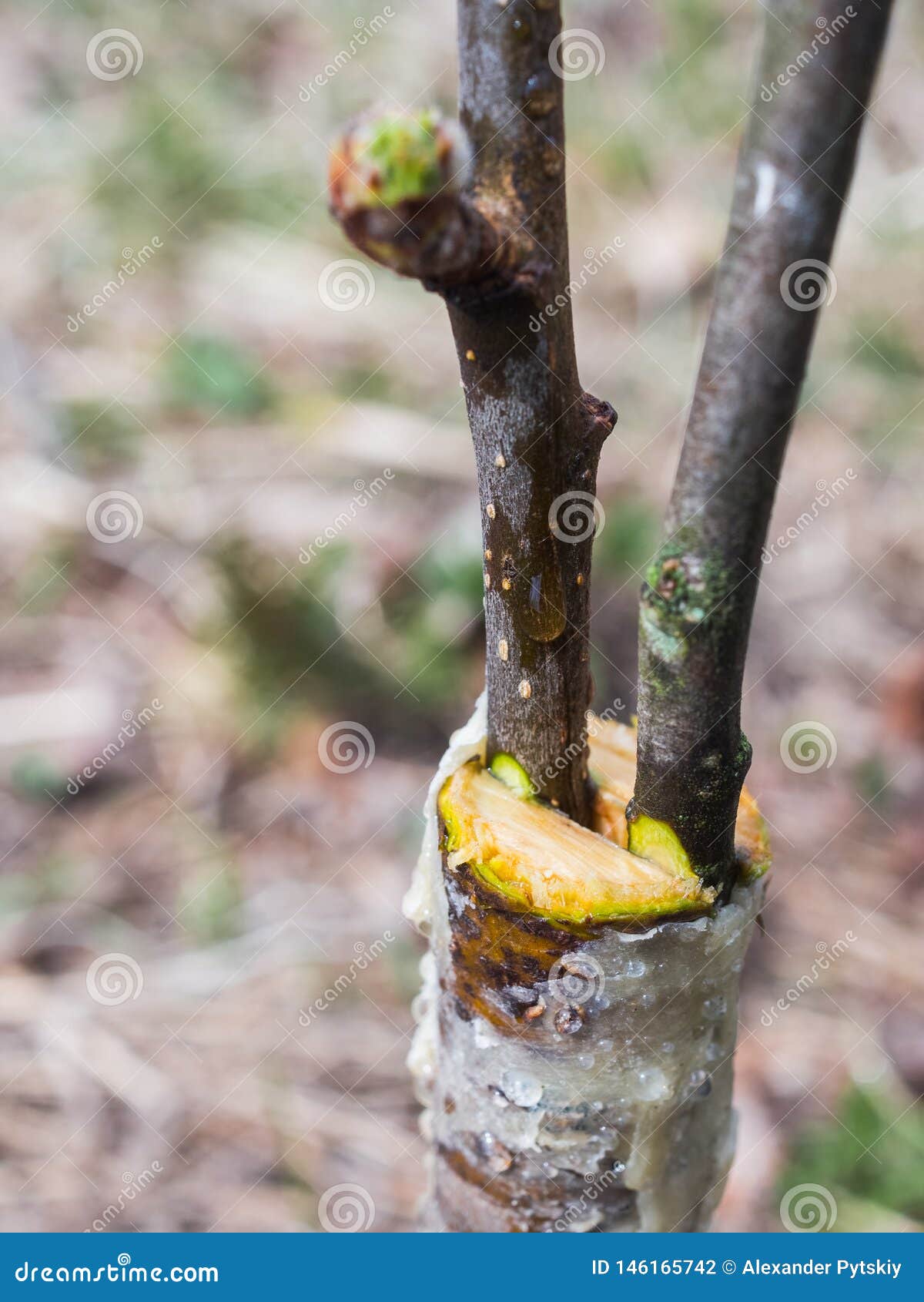 Inoculation in the Spring of Apple Trees in Raspis. Crossbreeding Stock ...