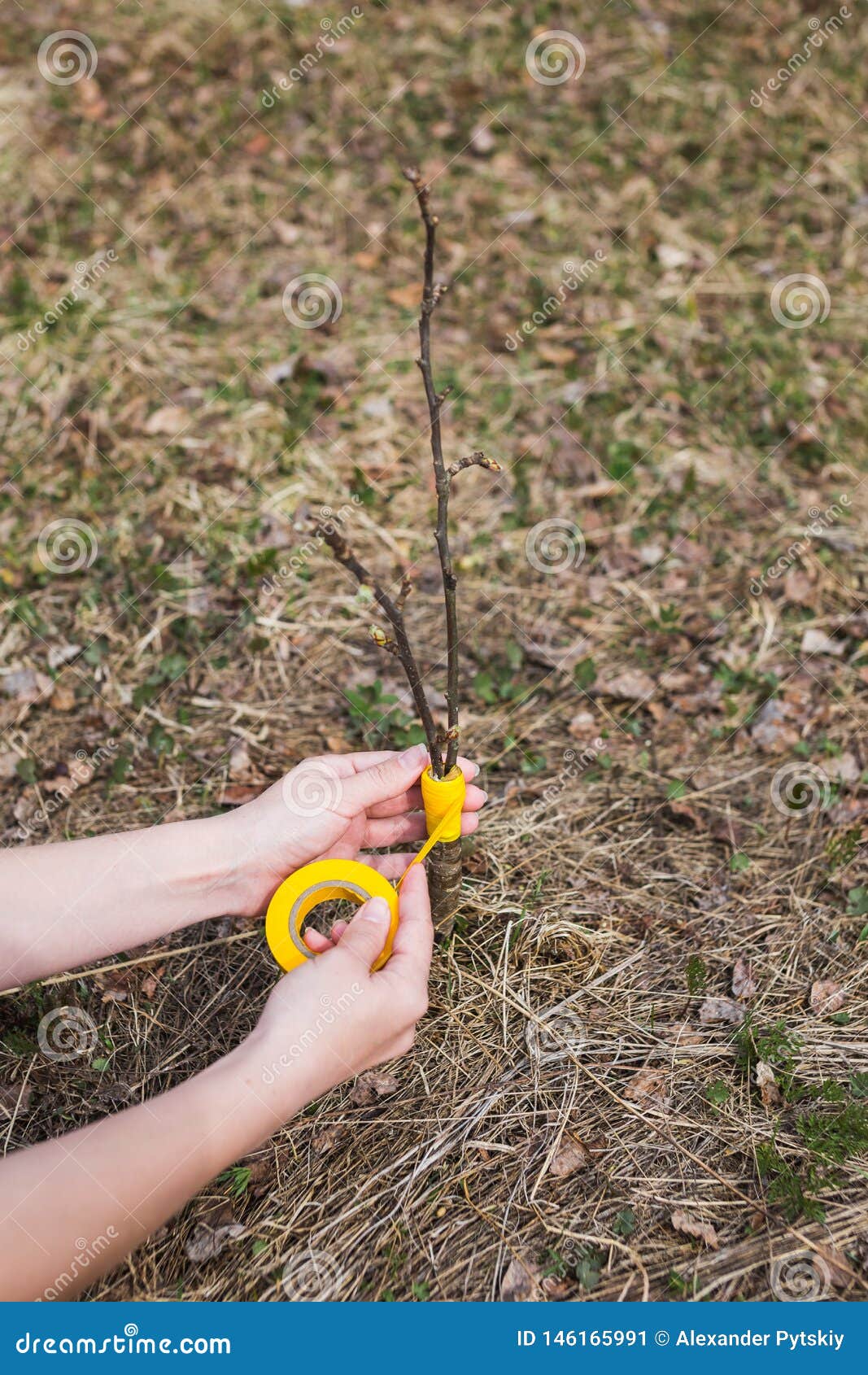Inoculation in the Spring of Apple Trees in Raspis. Crossbreeding Stock ...