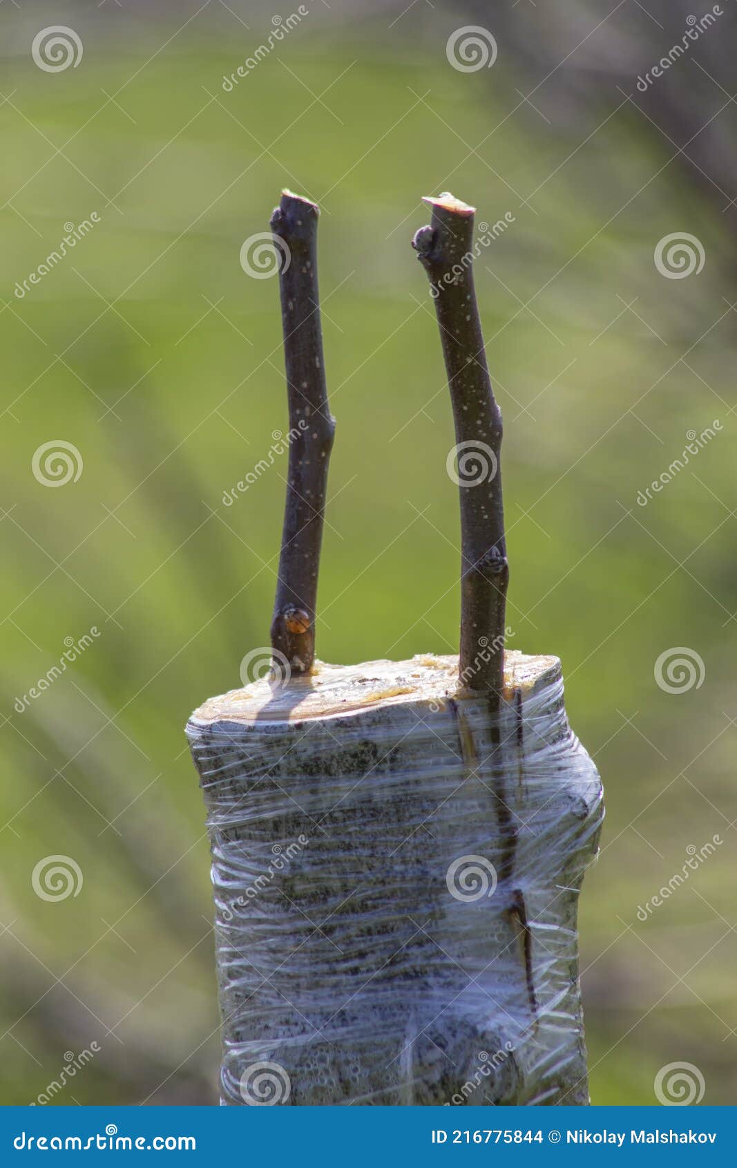 Inoculation on a Tree. Young Shoots of Apple Trees Grafted on an Old ...