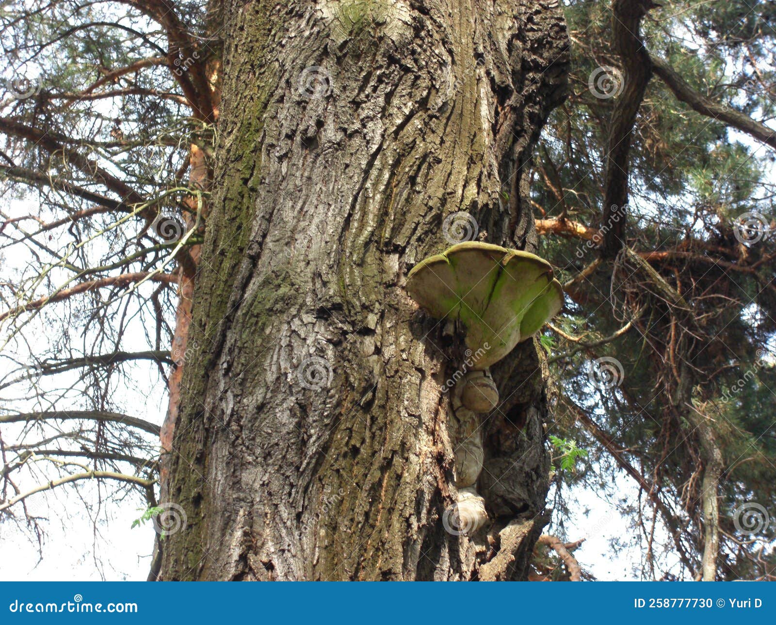 Mushroom on a tree toll stock photo. Image of wildlife - 258777730