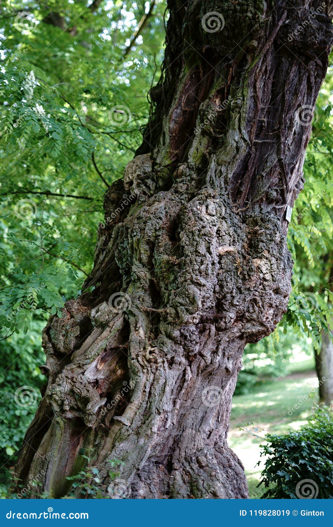 Inosculation on the tree stock image. Image of deciduous - 119828019