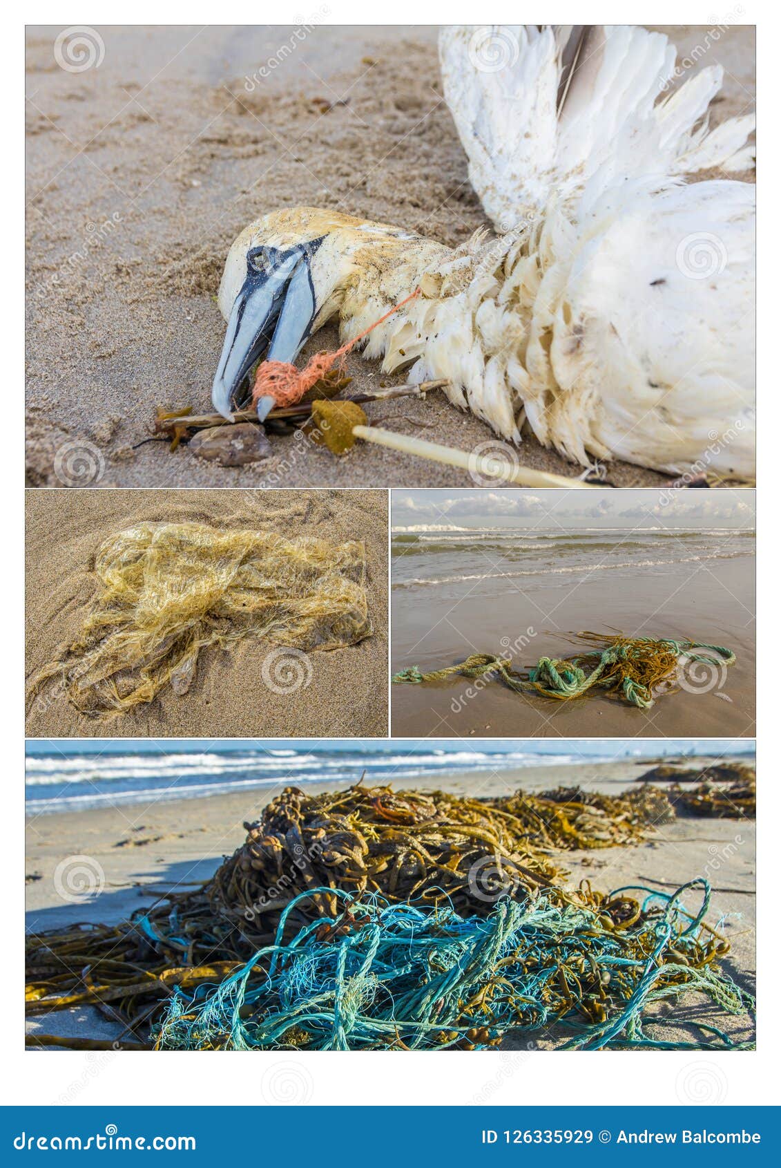 Inquinamento Marino Di Plastica Ed Il Suo Impatto Immagine Stock ...