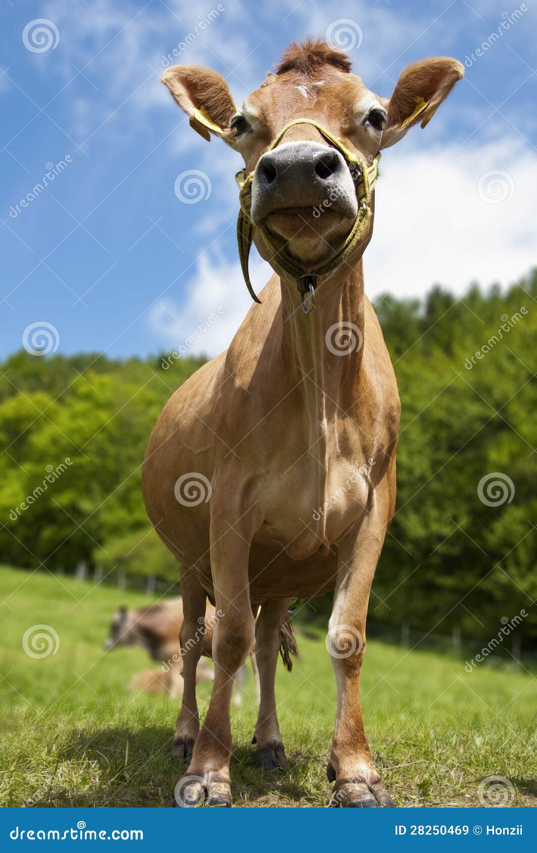 Inquiring cow stock image. Image of ears, agriculture - 28250469