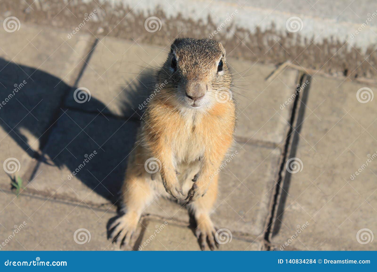 The inquiring gopher stock photo. Image of macro, travel - 140834284