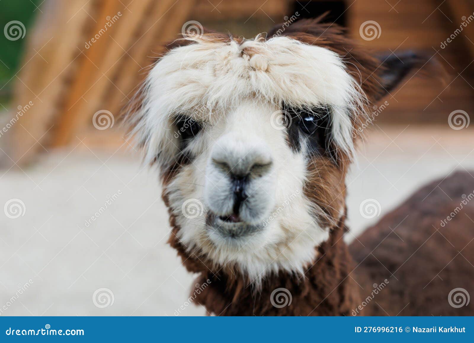 An Inquisitive Alpaca Posing for a Photo. Funny Looking Alpaca at Farm ...