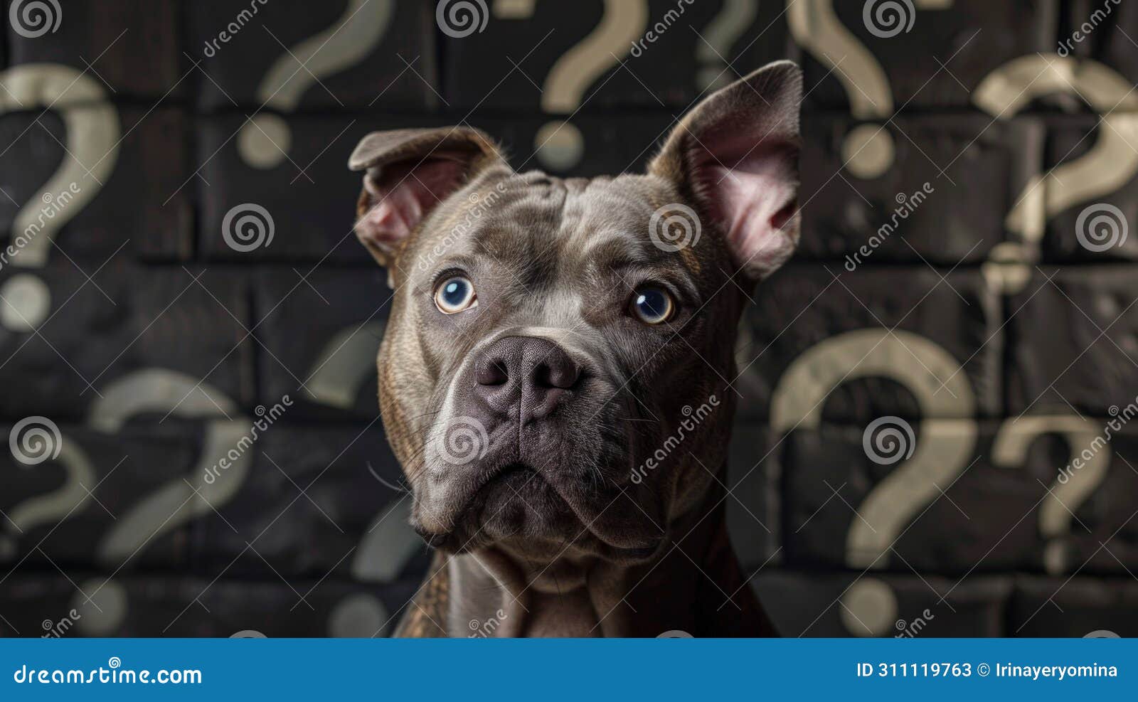 Inquisitive American Bully Dog with Question Marks Stock Image - Image ...