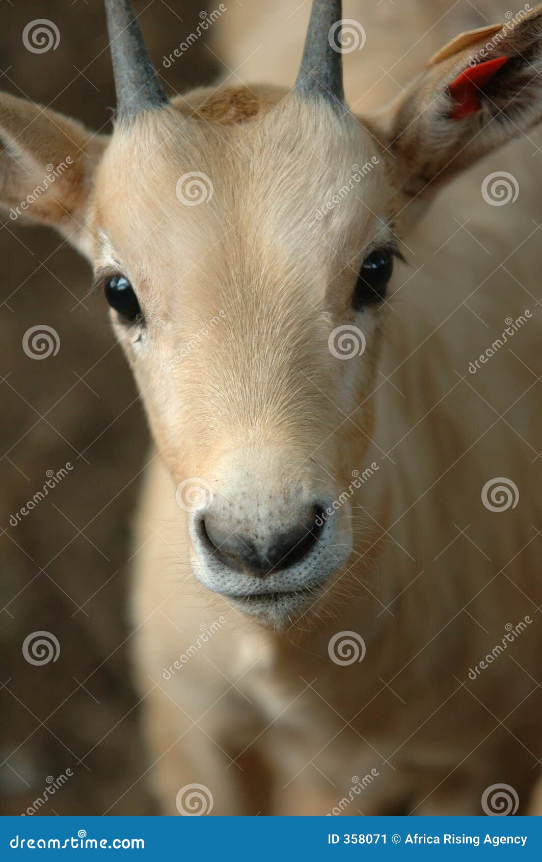 Inquisitive baby antelope stock image. Image of wildlife - 358071