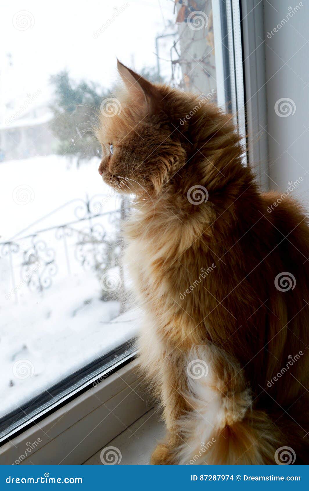Inquisitive Cat on a Window Stock Photo - Image of outside, clouds ...